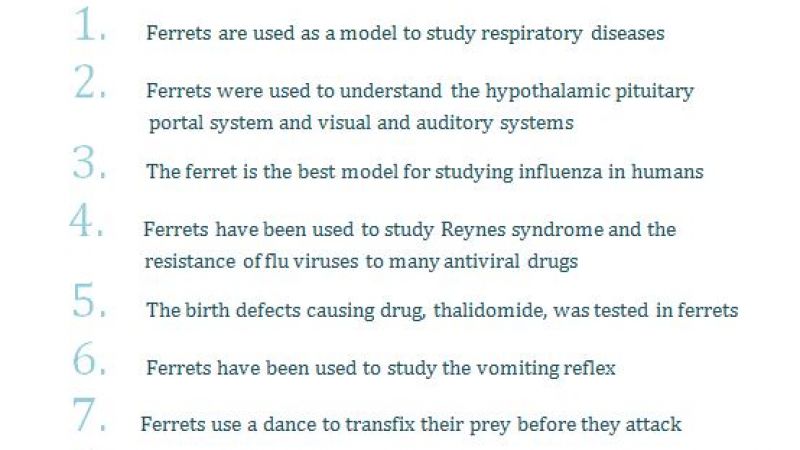 Ferret 10 facts :: Understanding Animal Research