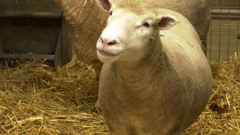 Two sheep :: Understanding Animal Research