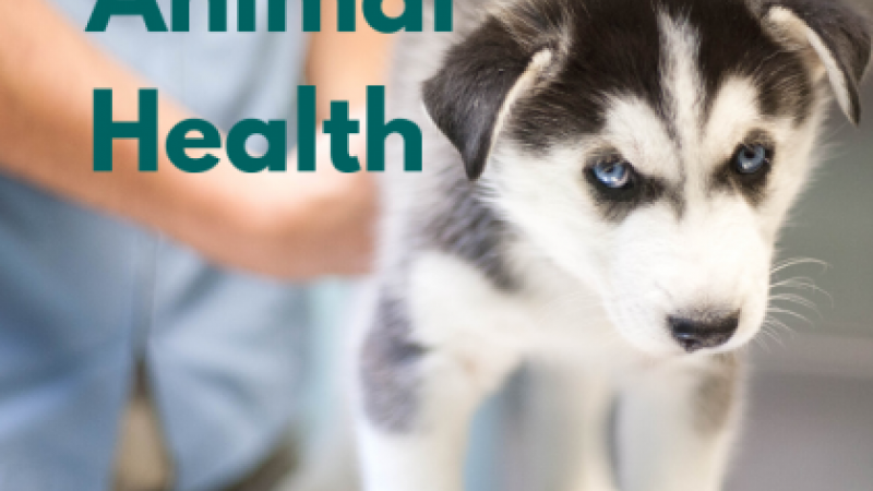 Animal health :: Understanding Animal Research