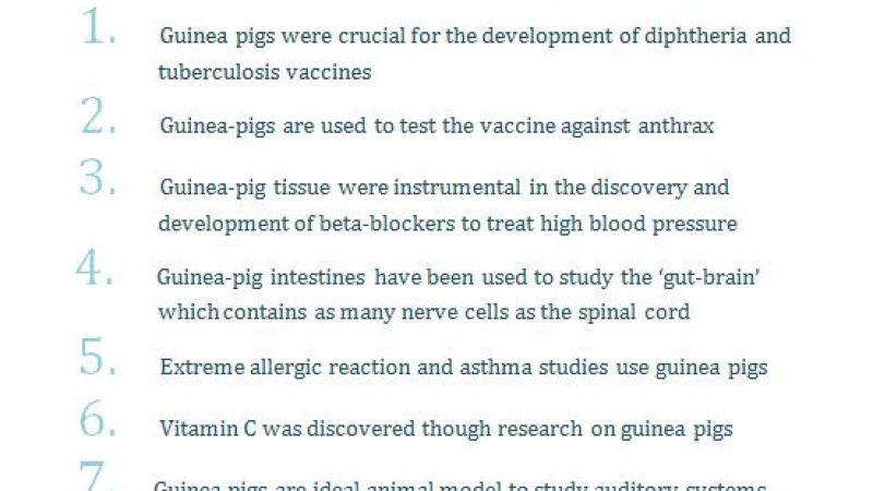 Guinea pigs ten facts :: Understanding Animal Research