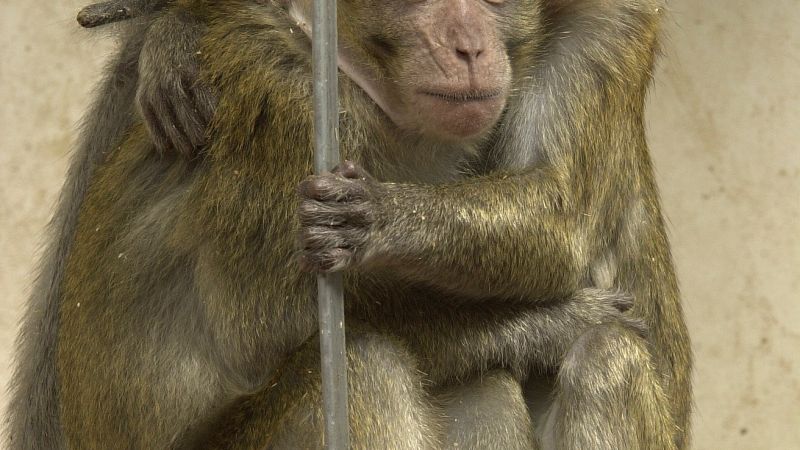 Macaque pair hug and hold