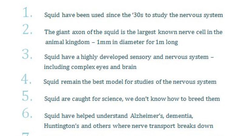Squid ten facts :: Understanding Animal Research