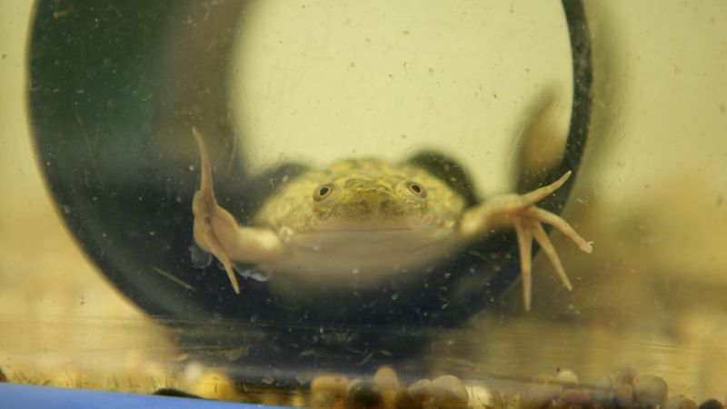 Xenopus toad