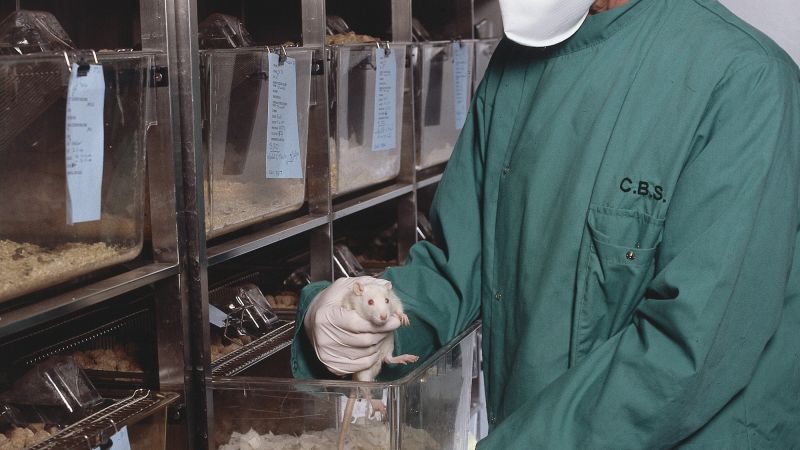 Technician holds rat above cage