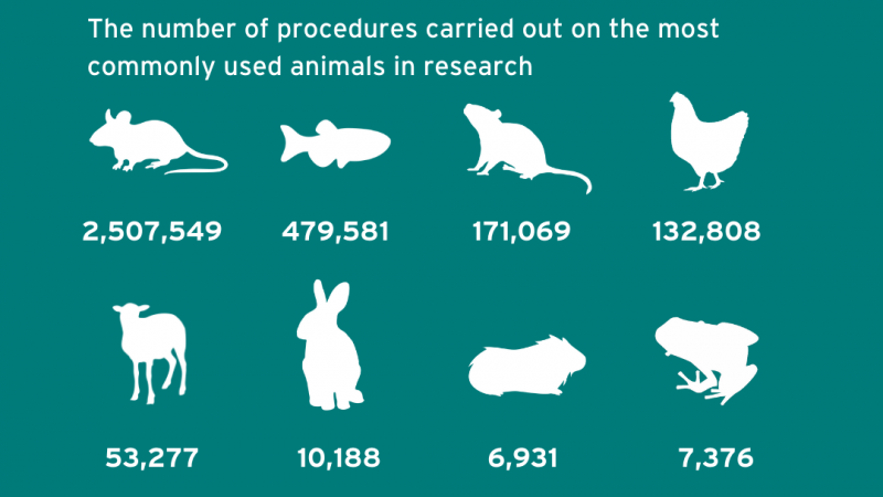 Animal research statistics for Great Britain, 2019 :: Understanding ...