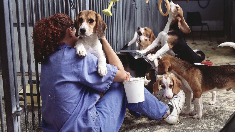 Laboratory beagles play with technician :: Understanding Animal Research