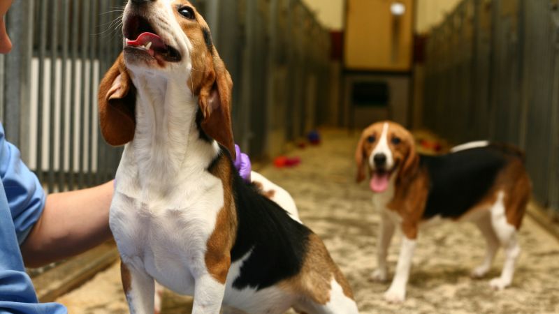 Panting beagle