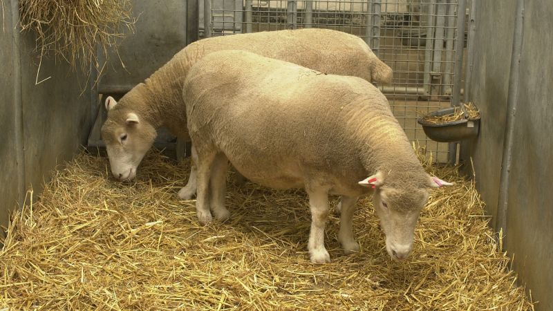 Two sheep heads down :: Understanding Animal Research