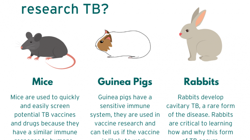 TB in animals and humans