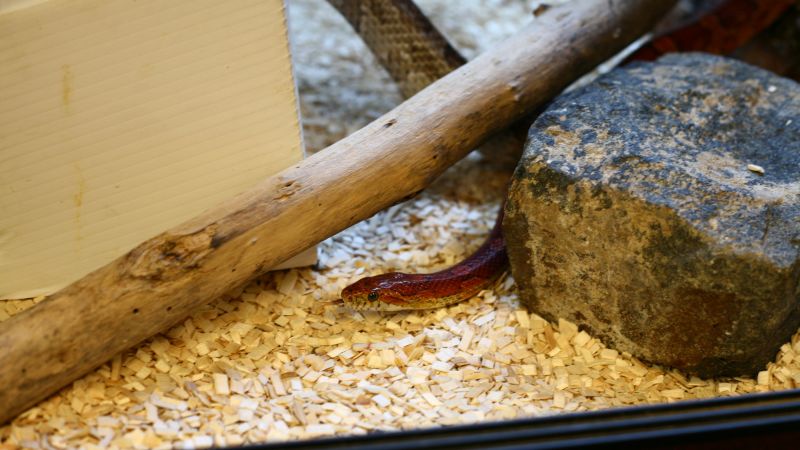Snake in cage :: Understanding Animal Research