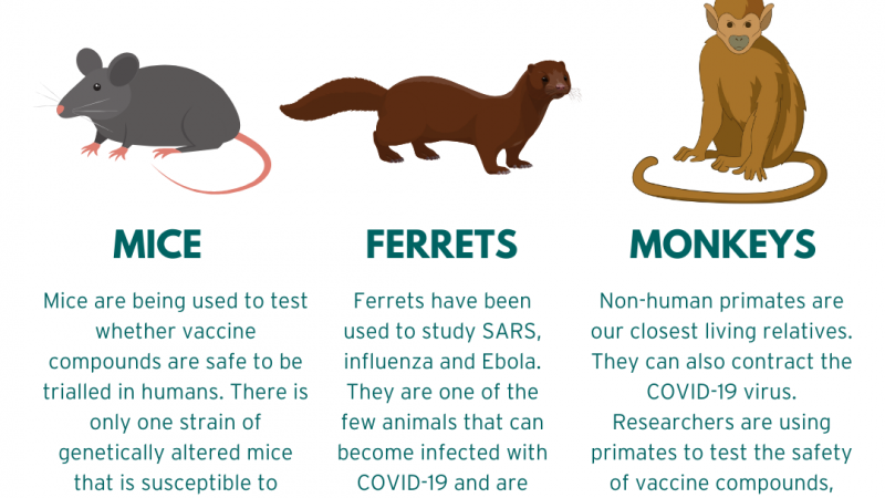 Which animals are used to make COVID vaccines? :: Understanding Animal ...