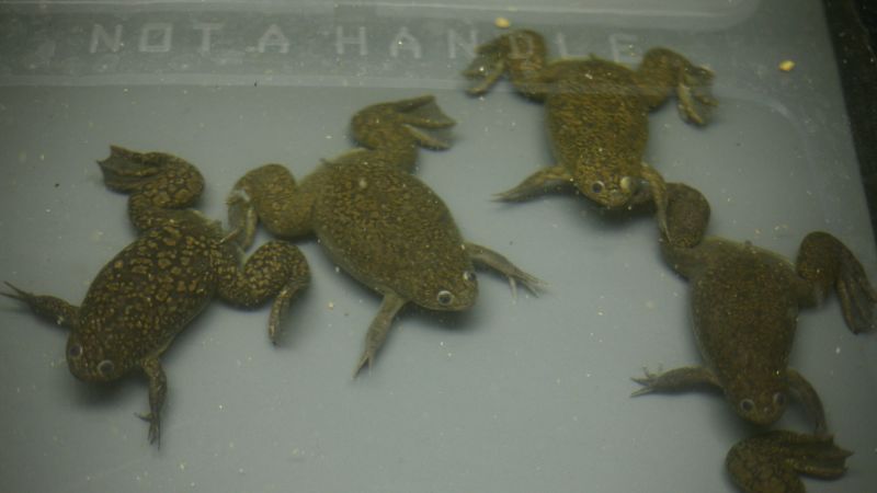 Xenopus frogs