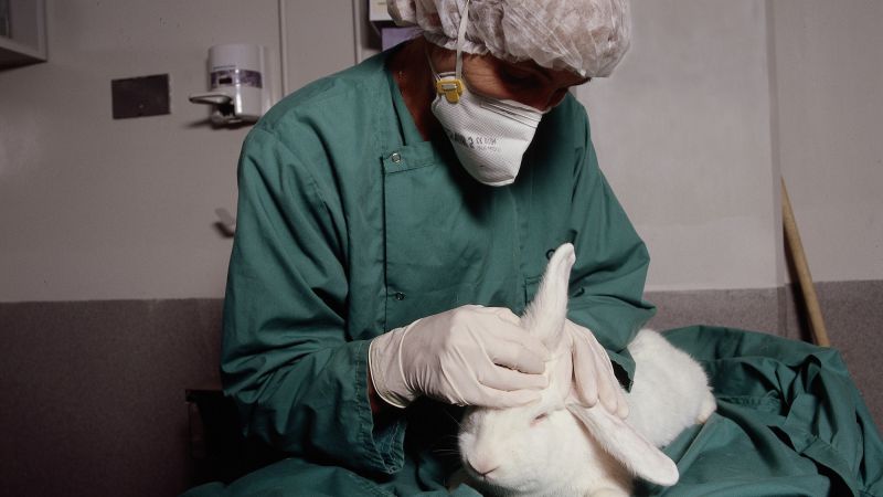 Technicians checks rabbits ears