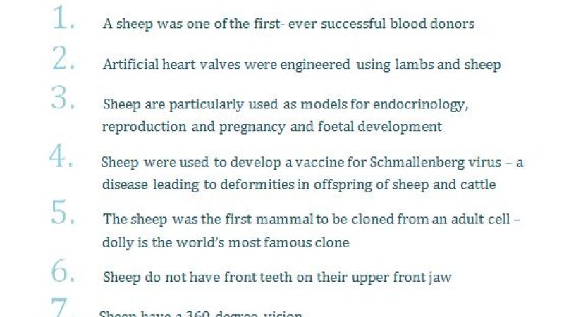 Sheep ten facts :: Understanding Animal Research