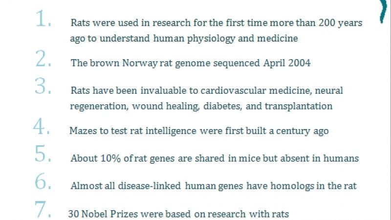 Rat ten facts :: Understanding Animal Research