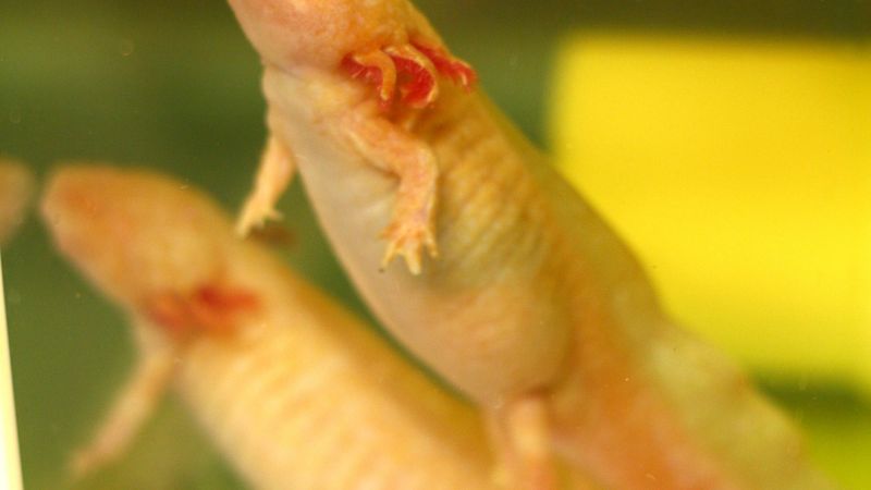 Two axolotl :: Understanding Animal Research