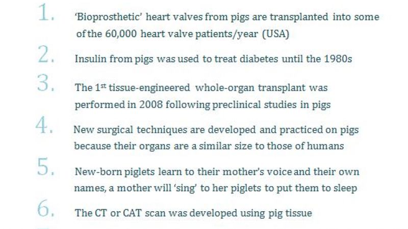 Pig ten facts :: Understanding Animal Research